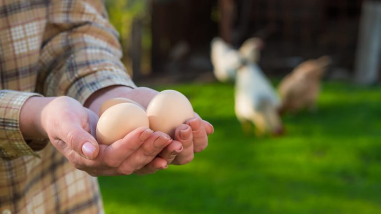 How To Start A Chicken Egg Farm - TheFarmLiving.Com