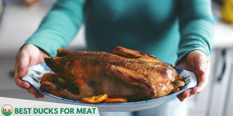 Best Ducks for Meat - TheFarmLiving.Com