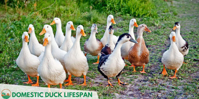 Domestic Duck Lifespan - TheFarmLiving.Com