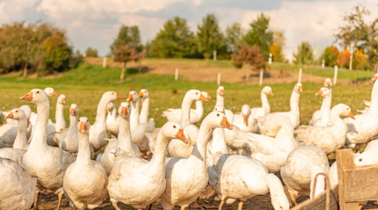 Advantages & Disadvantages of Duck Farming - TheFarmLiving.Com