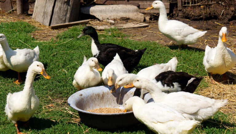 What Do Ducks Eat? - TheFarmLiving.Com
