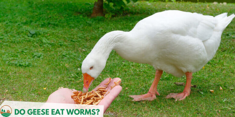Do Geese Eat Worms? - TheFarmLiving.Com
