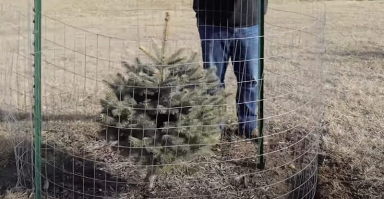 Why Fence Around Trees? - TheFarmLiving.Com