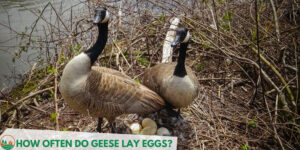 How Often Do Geese Lay Eggs? - TheFarmLiving.Com
