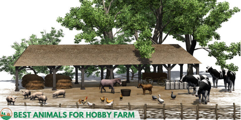 Best Animals for Hobby Farm - TheFarmLiving.Com