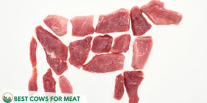 Best Cows for Meat - TheFarmLiving.Com