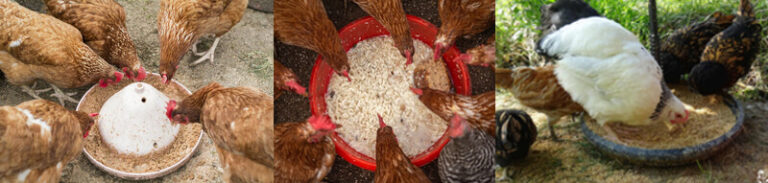 Different Types of Chicken Feeders - TheFarmLiving.Com