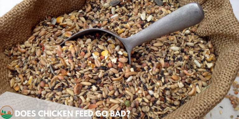 Does Chicken Feed Go Bad? - TheFarmLiving.Com