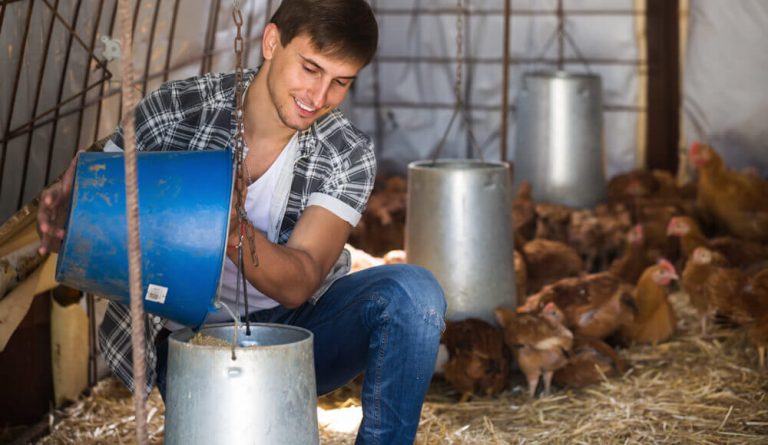 How To Breed Chickens For Meat - TheFarmLiving.Com