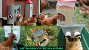 Best Rat-proof Chicken Feeders - TheFarmLiving.Com