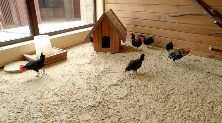 Best Sand for Chicken Coop - TheFarmLiving.Com