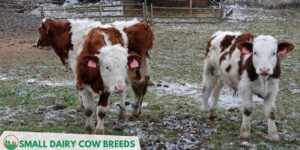 Small Dairy Cow Breeds - TheFarmLiving.Com